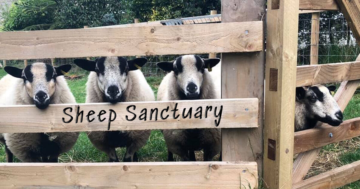 Sheep Sanctuary - Whitby Animal Sanctuary