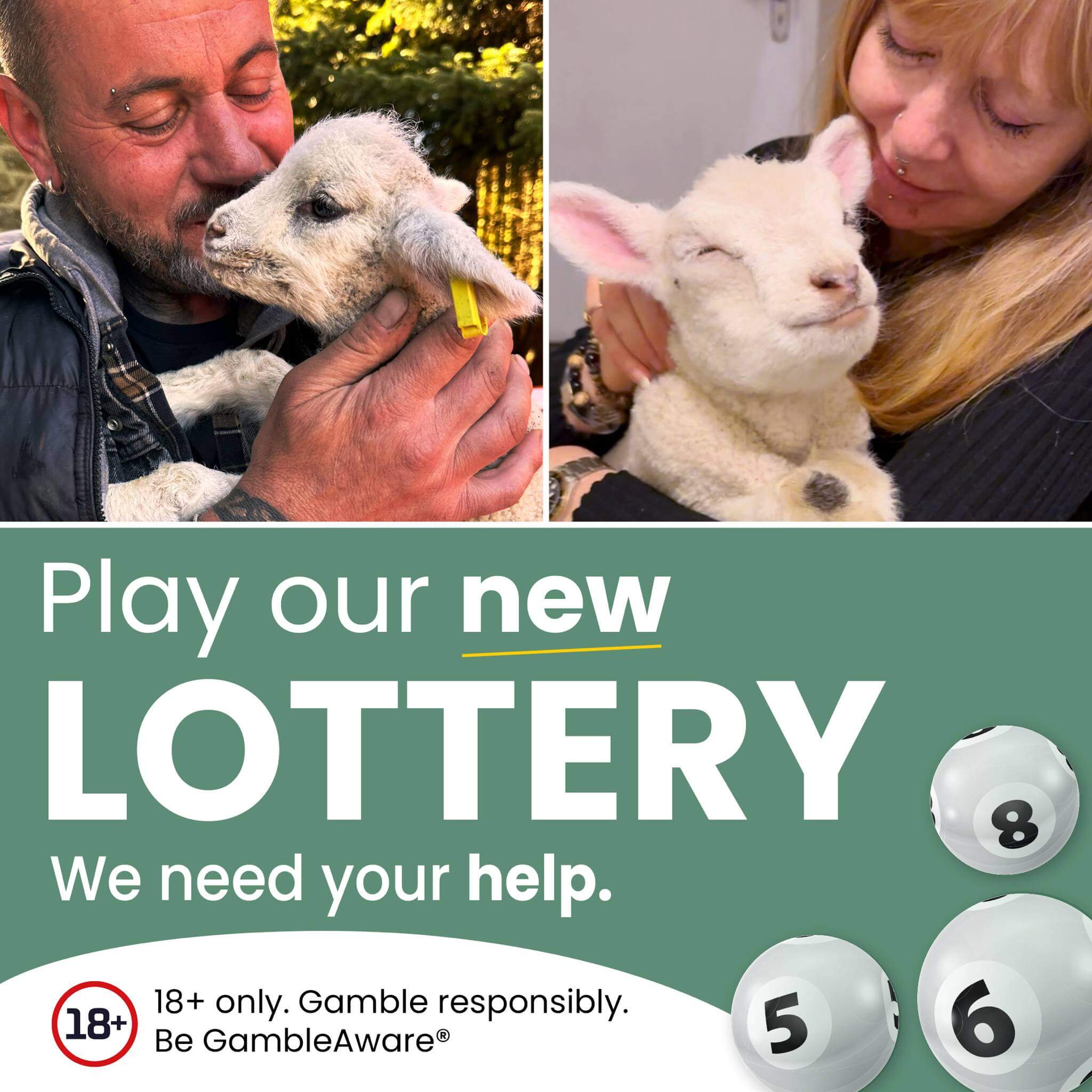 Sheep Sanctuary - Whitby Animal Sanctuary